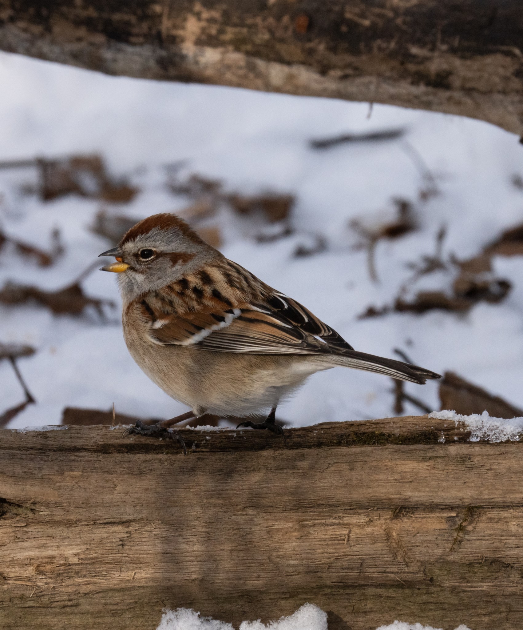 Identification of 11 Sparrow Species: a Photographic Guide | Miles Hearn