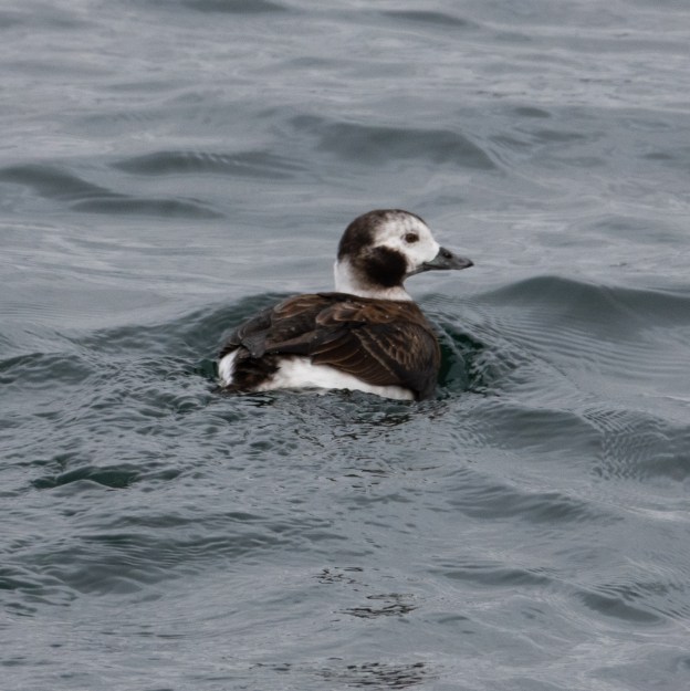 Identification of 9 Diving Duck Species: A Photographic Guide | Miles Hearn