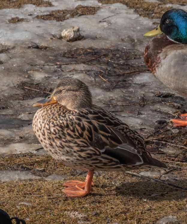 Identification of 10 Marsh Duck Species: an Updated Photographic Guide ...