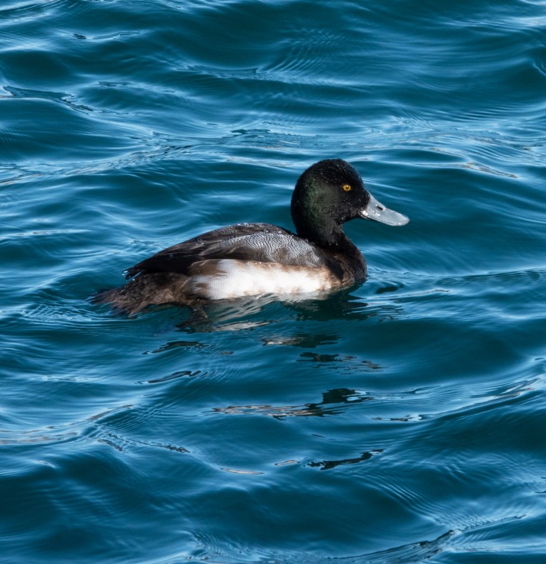 Identification of 9 Diving Duck Species: A Photographic Guide | Miles Hearn