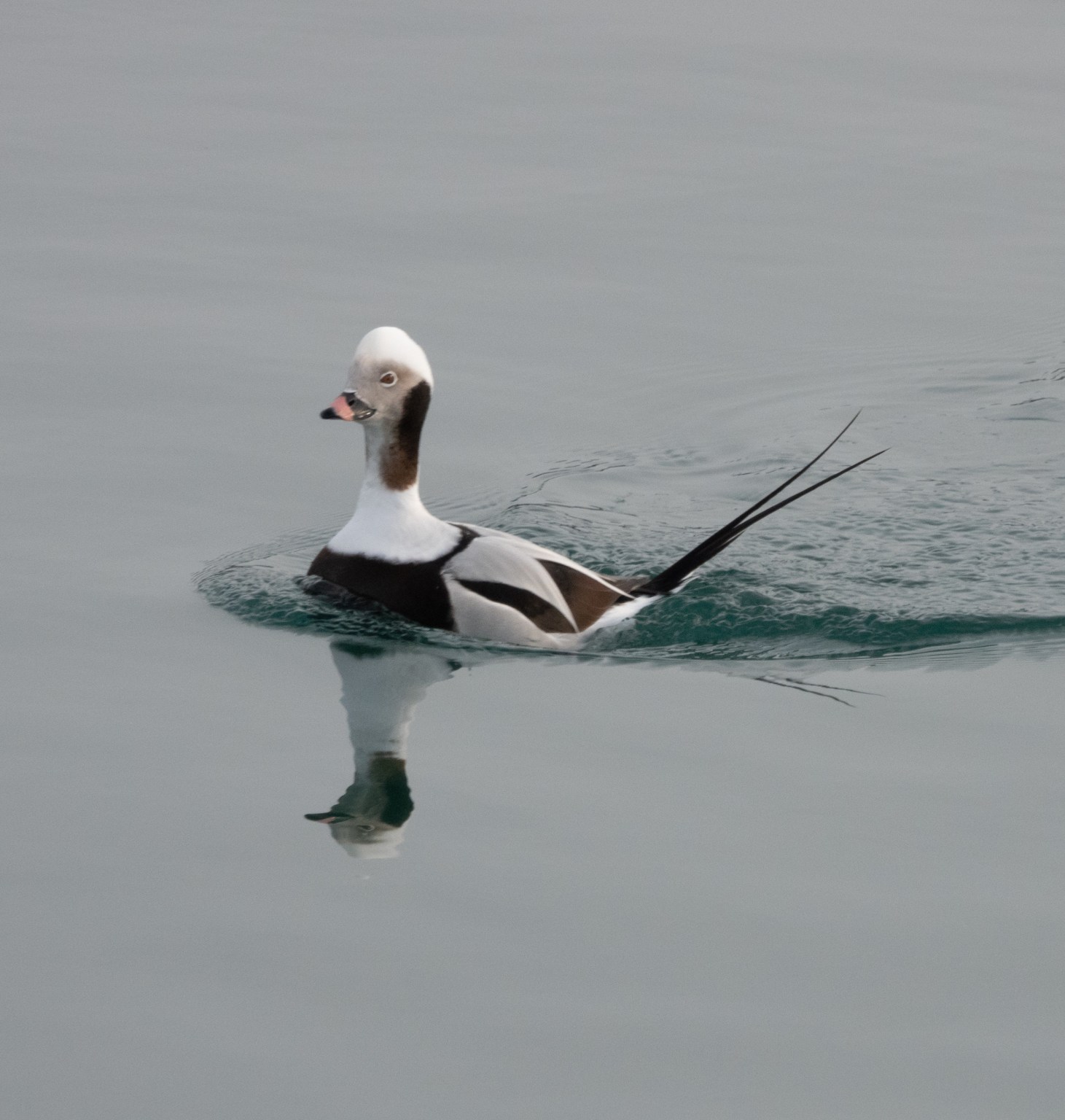 Photographic Identification Guide to Female Ducks / 21 Species | Miles ...