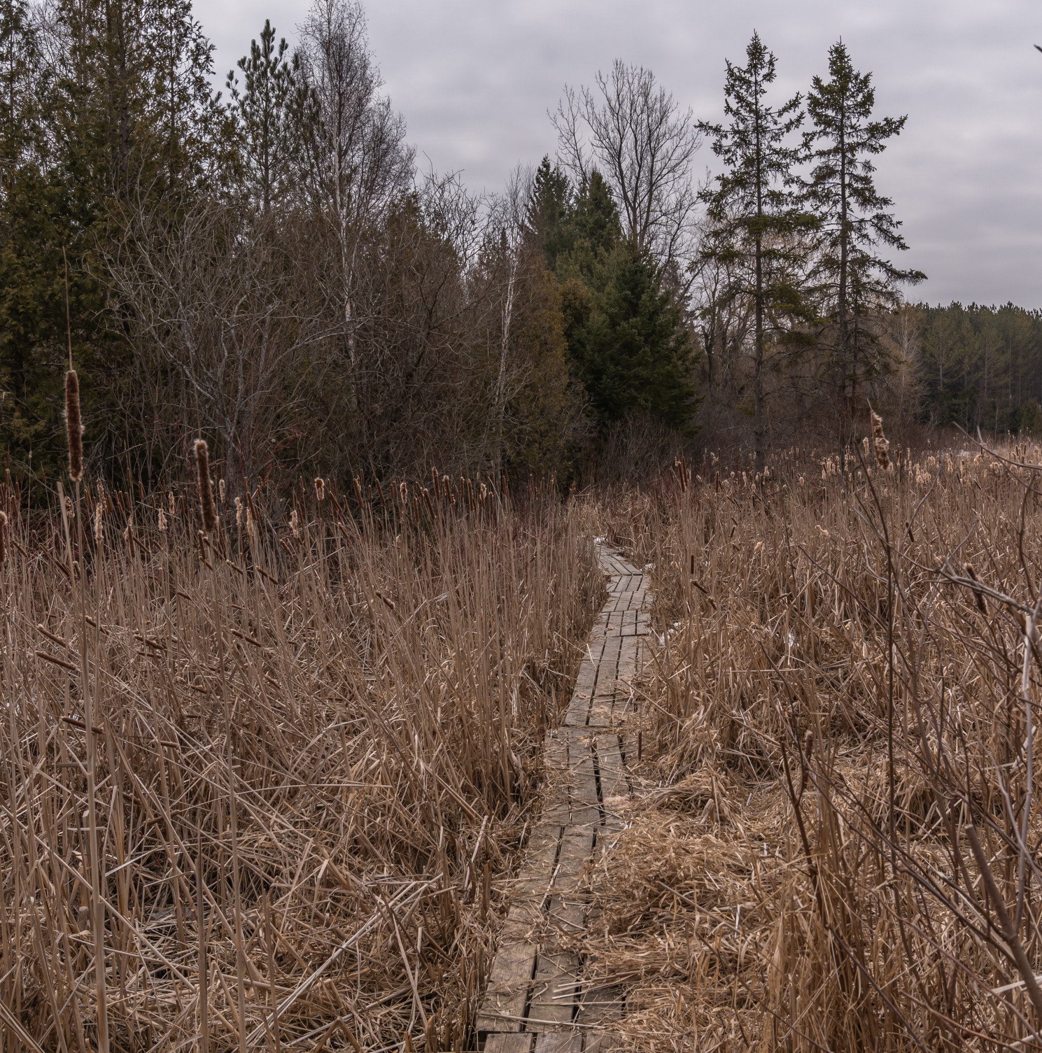 The Blue Trail: March 2021 | Miles Hearn