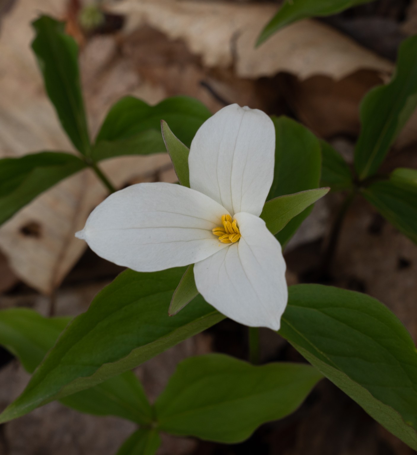 Red Trillium at Bob Hunter Memorial Park: May 2021 | Miles Hearn