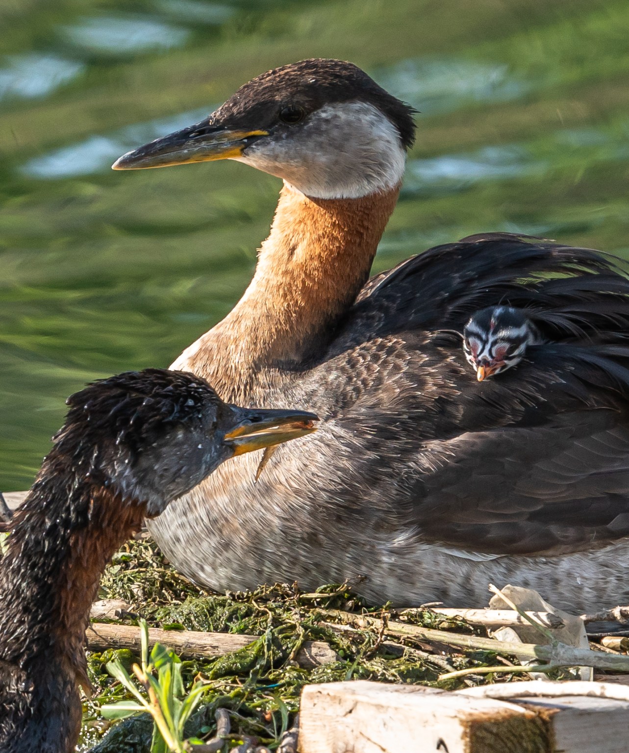 Red-necked Grebe and Other Chicks: June 2021 | Miles Hearn