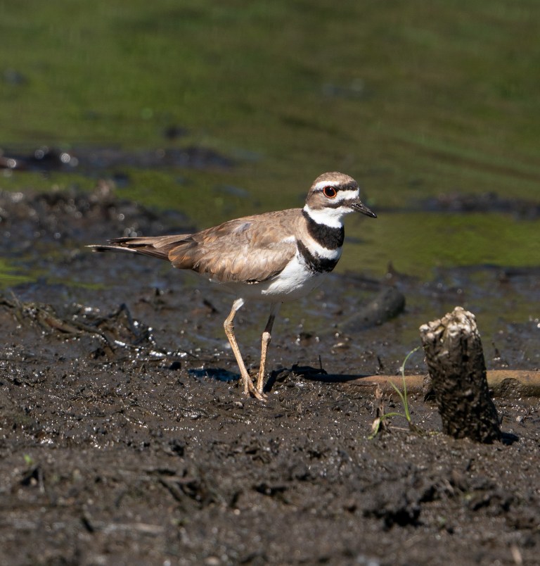 Which Plover is That? July 2021 | Miles Hearn