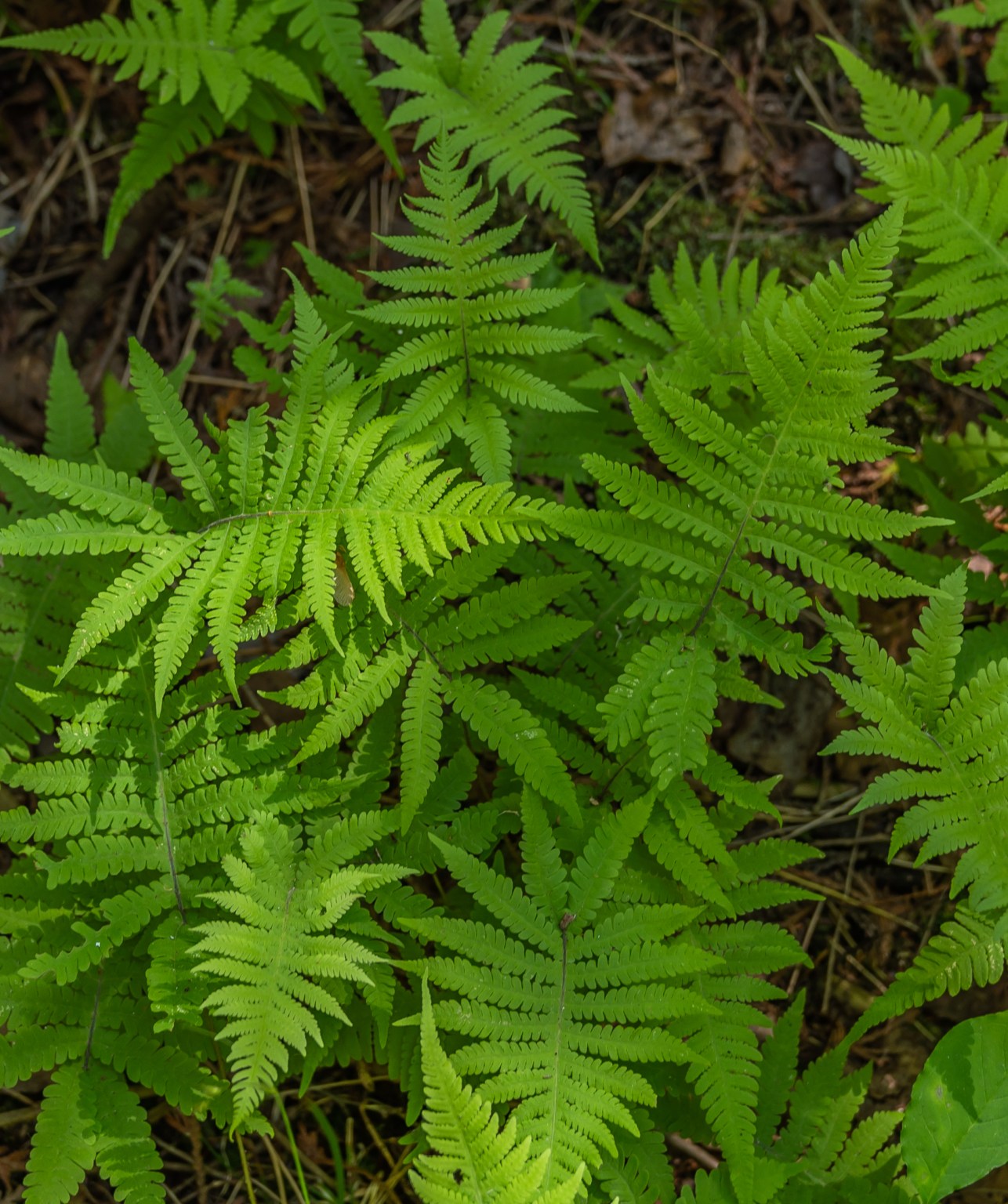 11 Fern Species at the JBNR: June 2021 | Miles Hearn