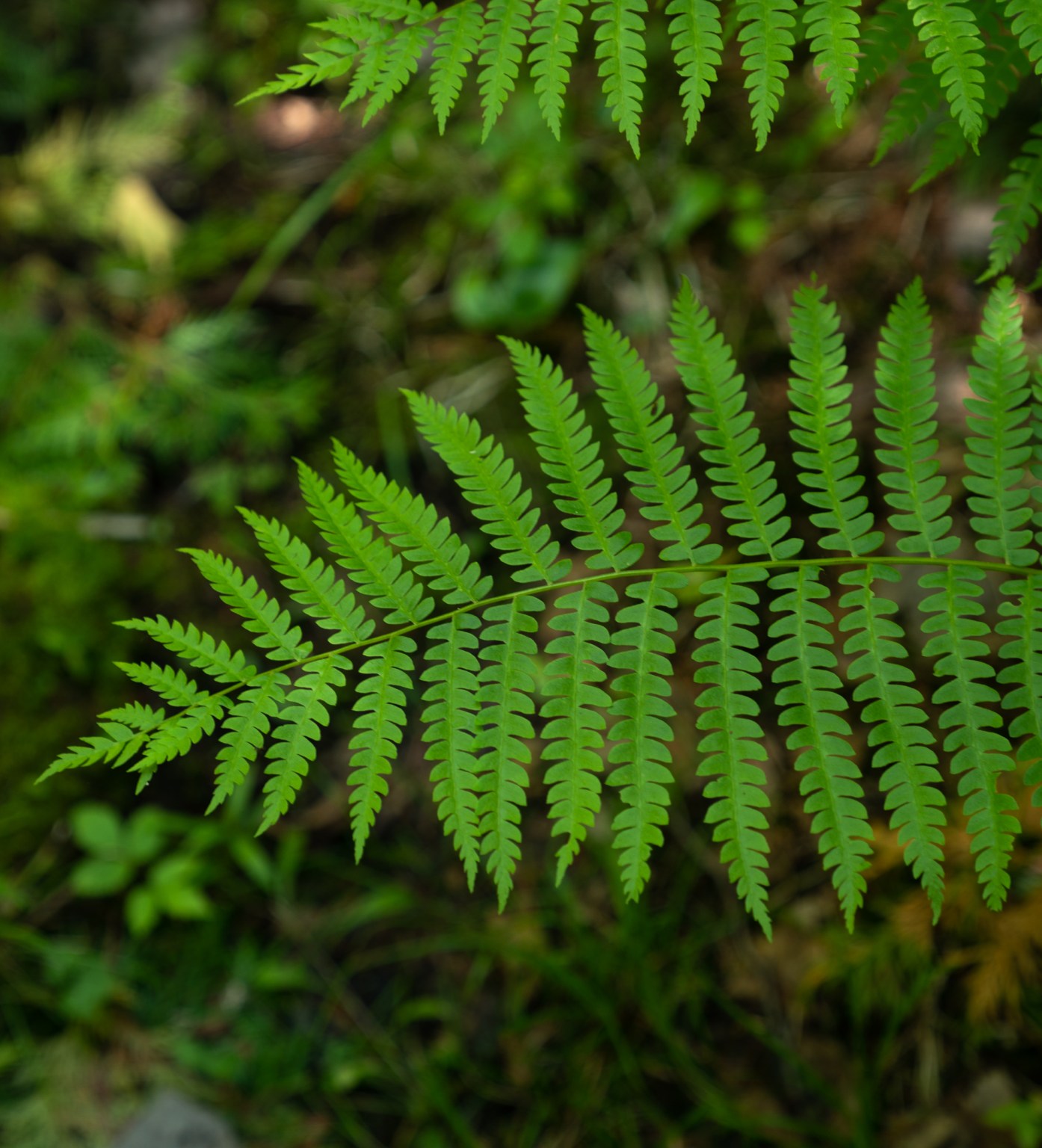 11 Fern Species at the JBNR: June 2021 | Miles Hearn