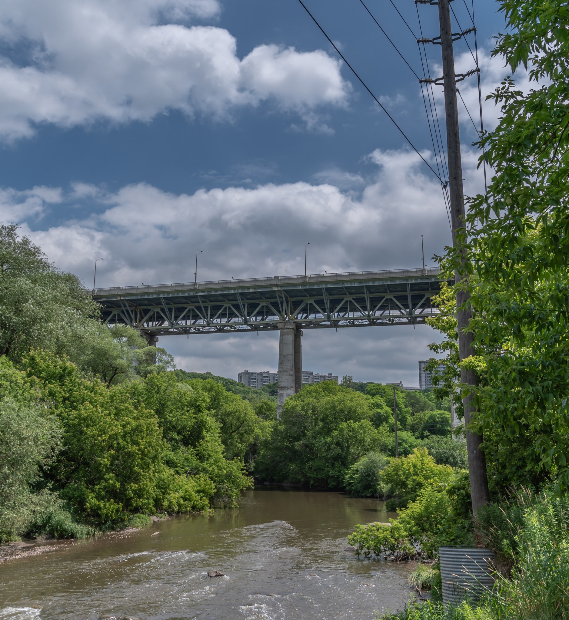 Nature Beneath the Leaside Bridge: June 2021 | Miles Hearn