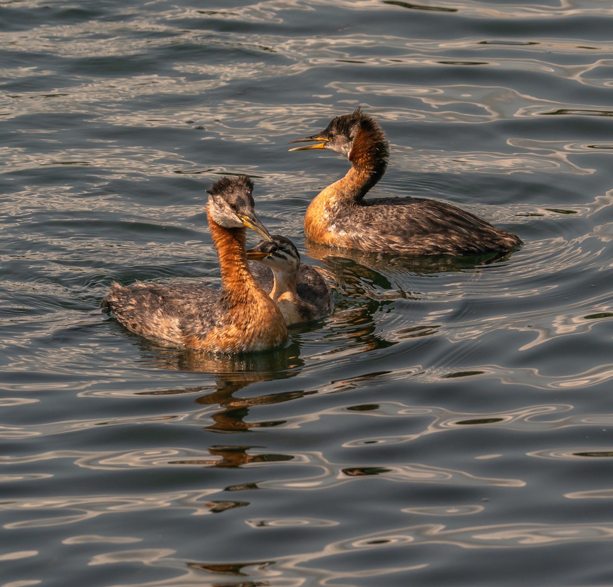 Grebe Chick is Getting Older: July 2021 | Miles Hearn