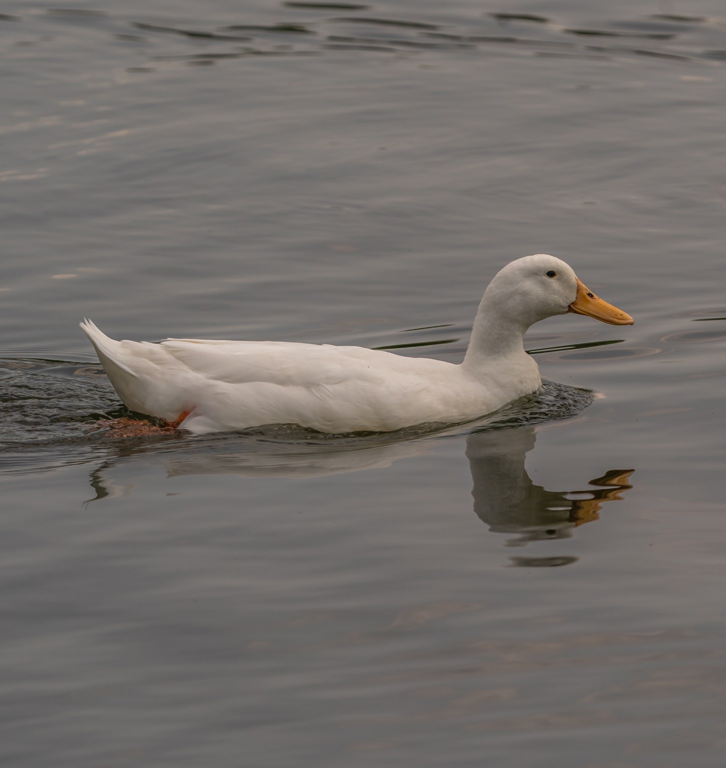 Photographic Identification Guide to Female Ducks / 21 Species | Miles ...