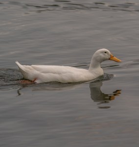 Photographic Identification Guide to Female Ducks / 21 Species | Miles ...