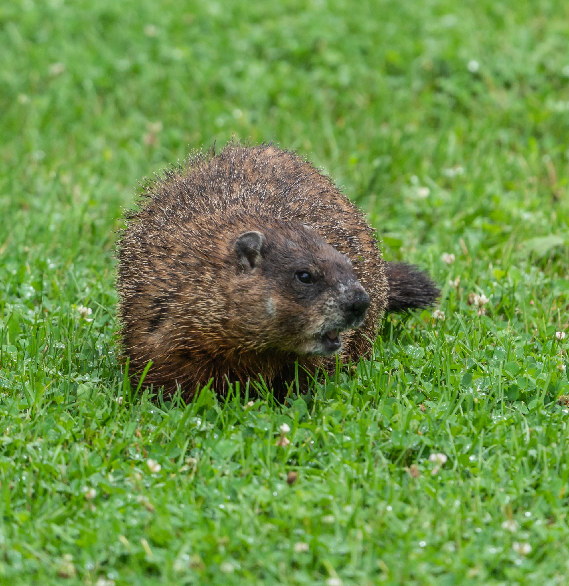 Woodchuck or Ground Hog? July 2021 | Miles Hearn