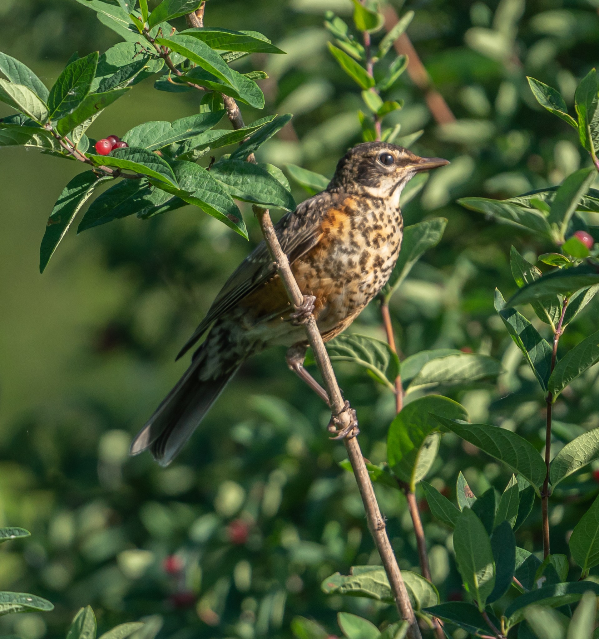 Many Juvenile Robins: July 2021 | Miles Hearn