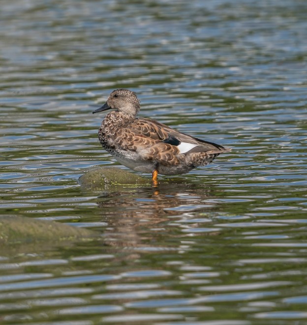Photographic Identification Guide to Female Ducks / 21 Species | Miles ...