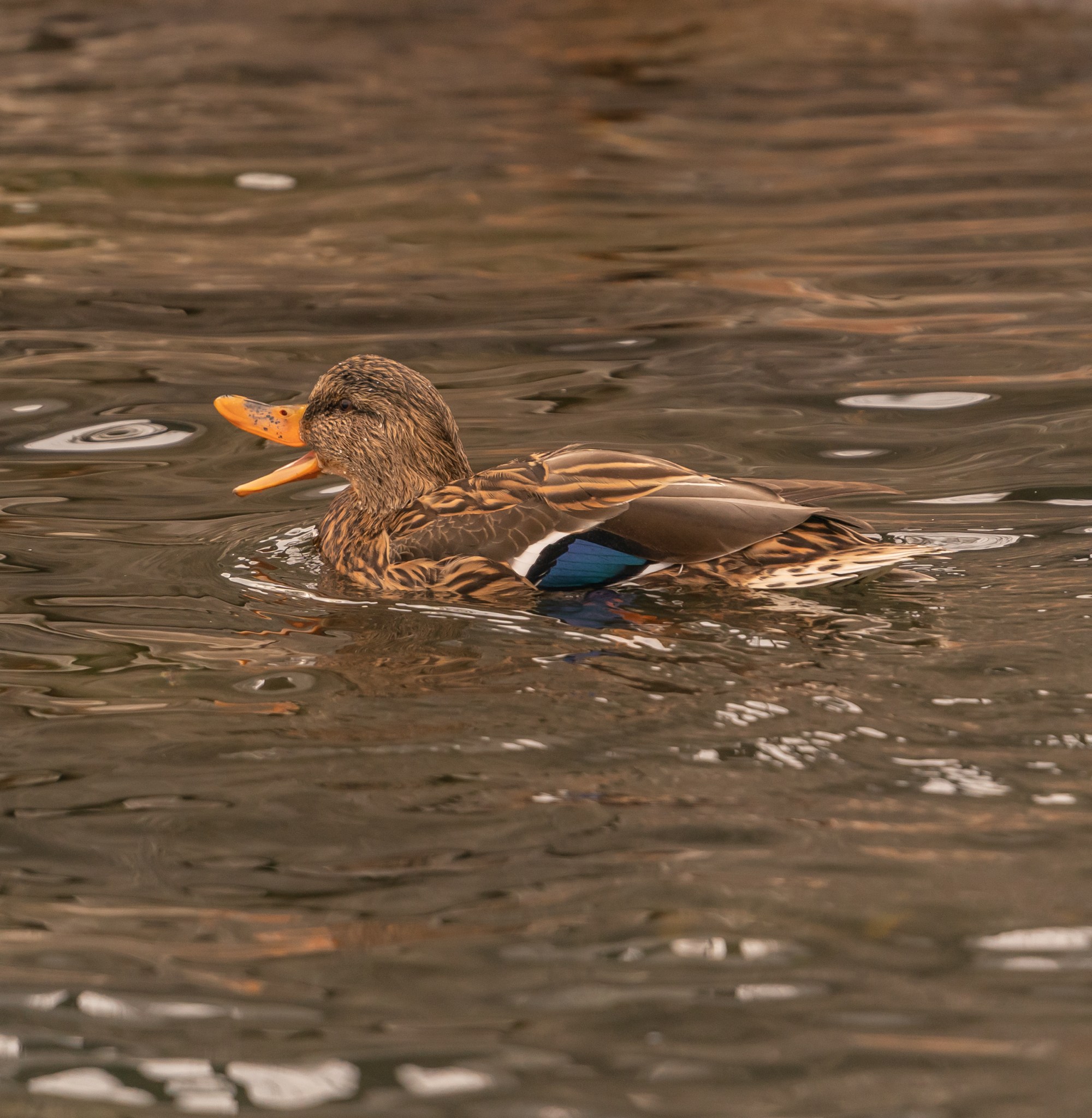 Photographic Identification Guide to Female Ducks / 21 Species | Miles ...