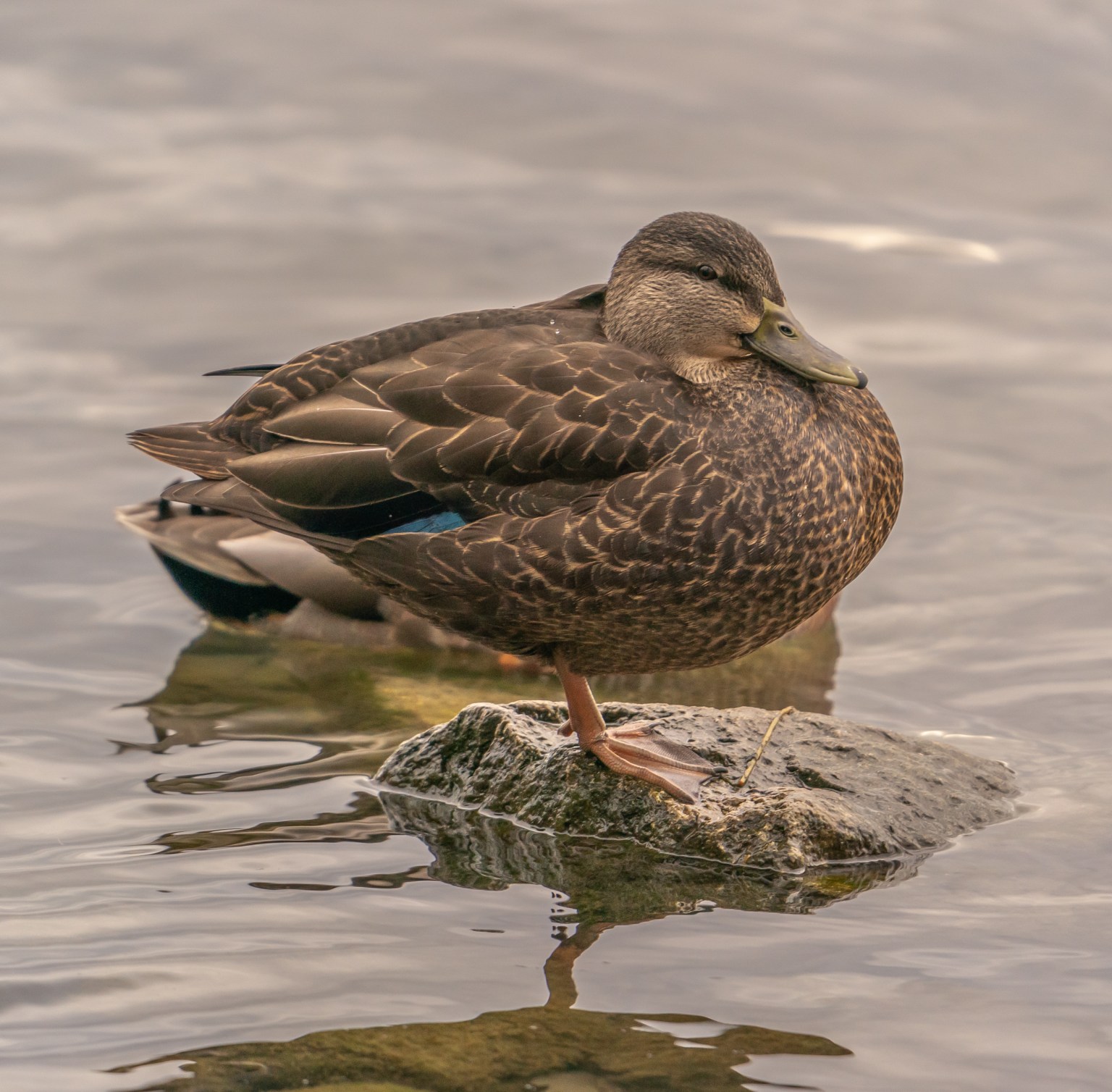 Photographic Identification Guide to Female Ducks / 21 Species | Miles ...