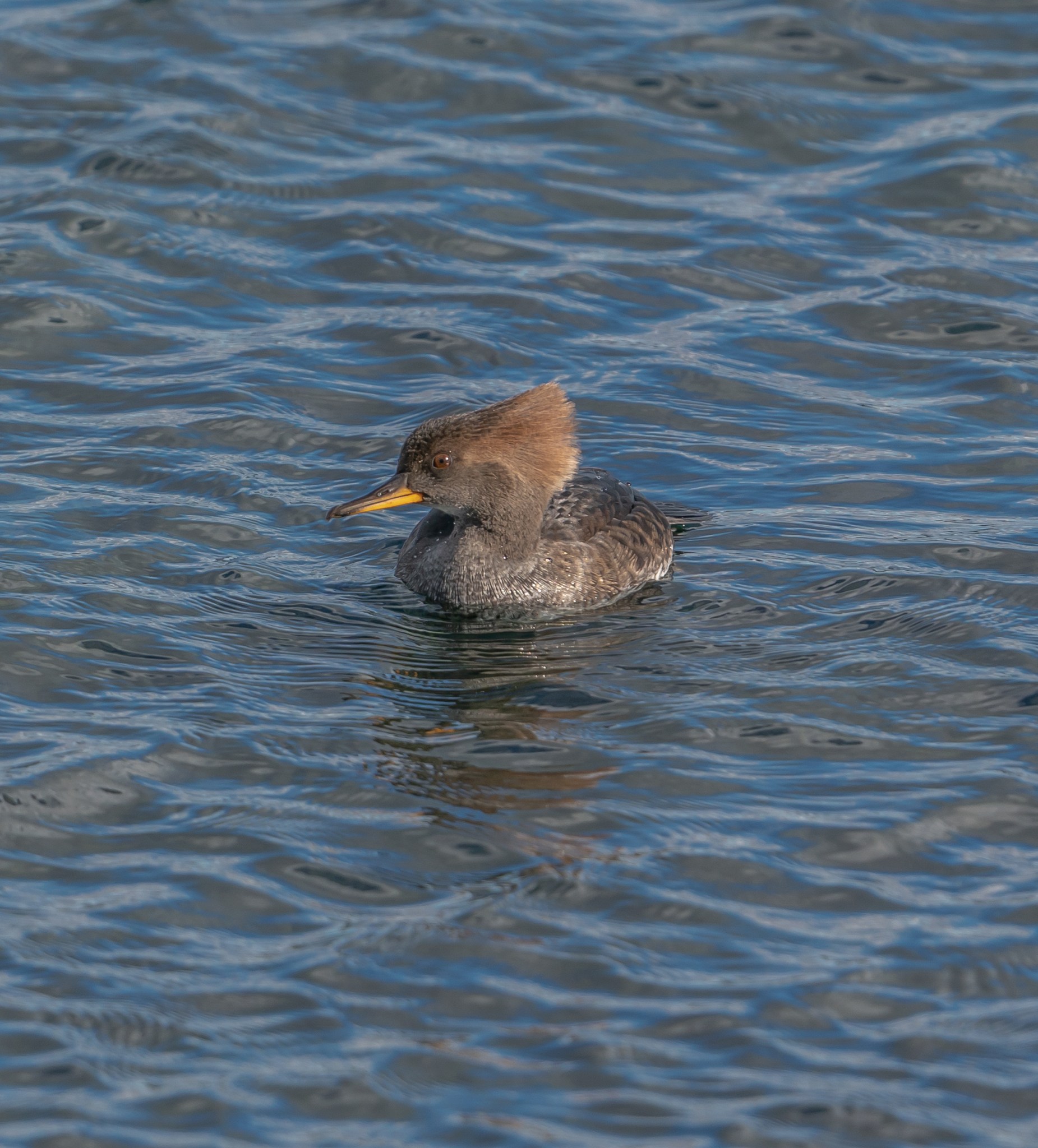 Photographic Identification Guide to Female Ducks / 21 Species | Miles ...