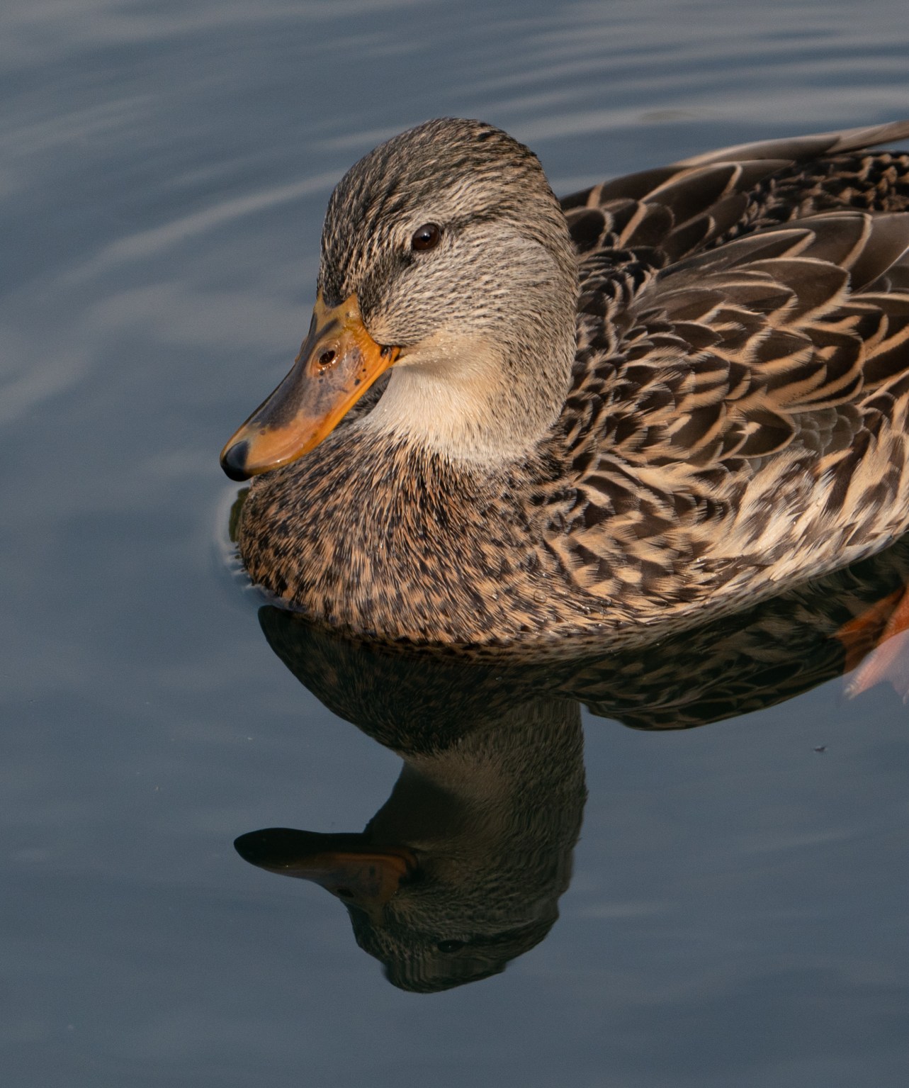 Identification of 10 Marsh Duck Species: an Updated Photographic Guide ...