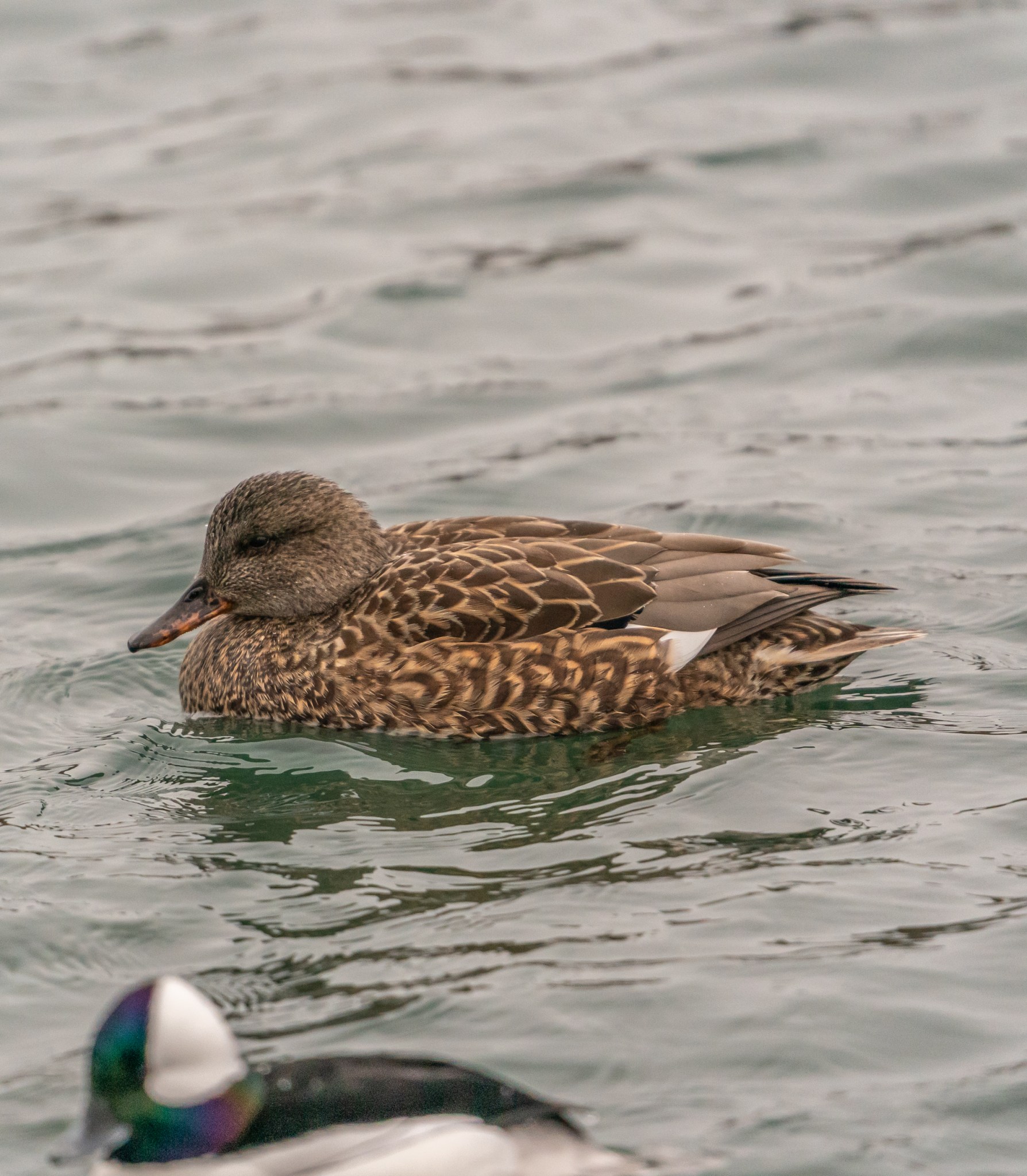 Photographic Identification Guide to Female Ducks / 21 Species | Miles ...