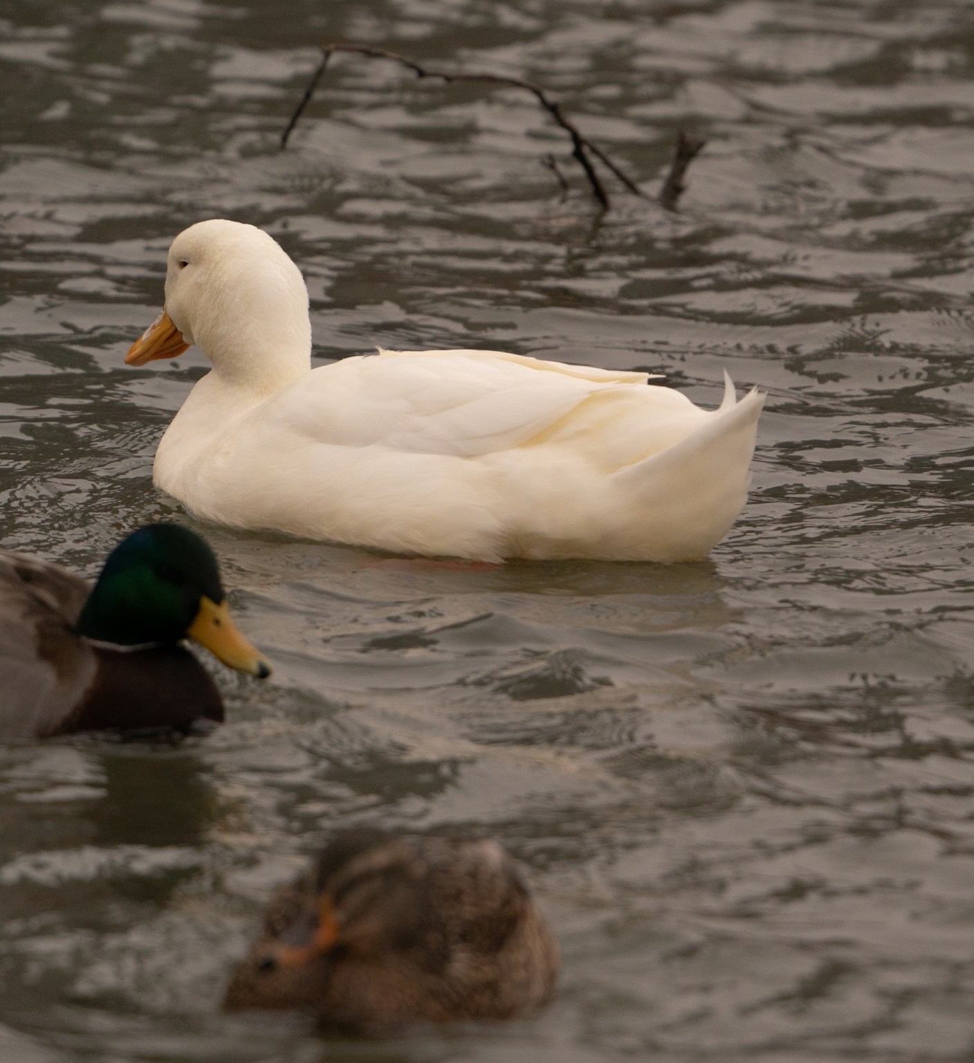 Photographic Identification Guide to Female Ducks / 21 Species | Miles ...