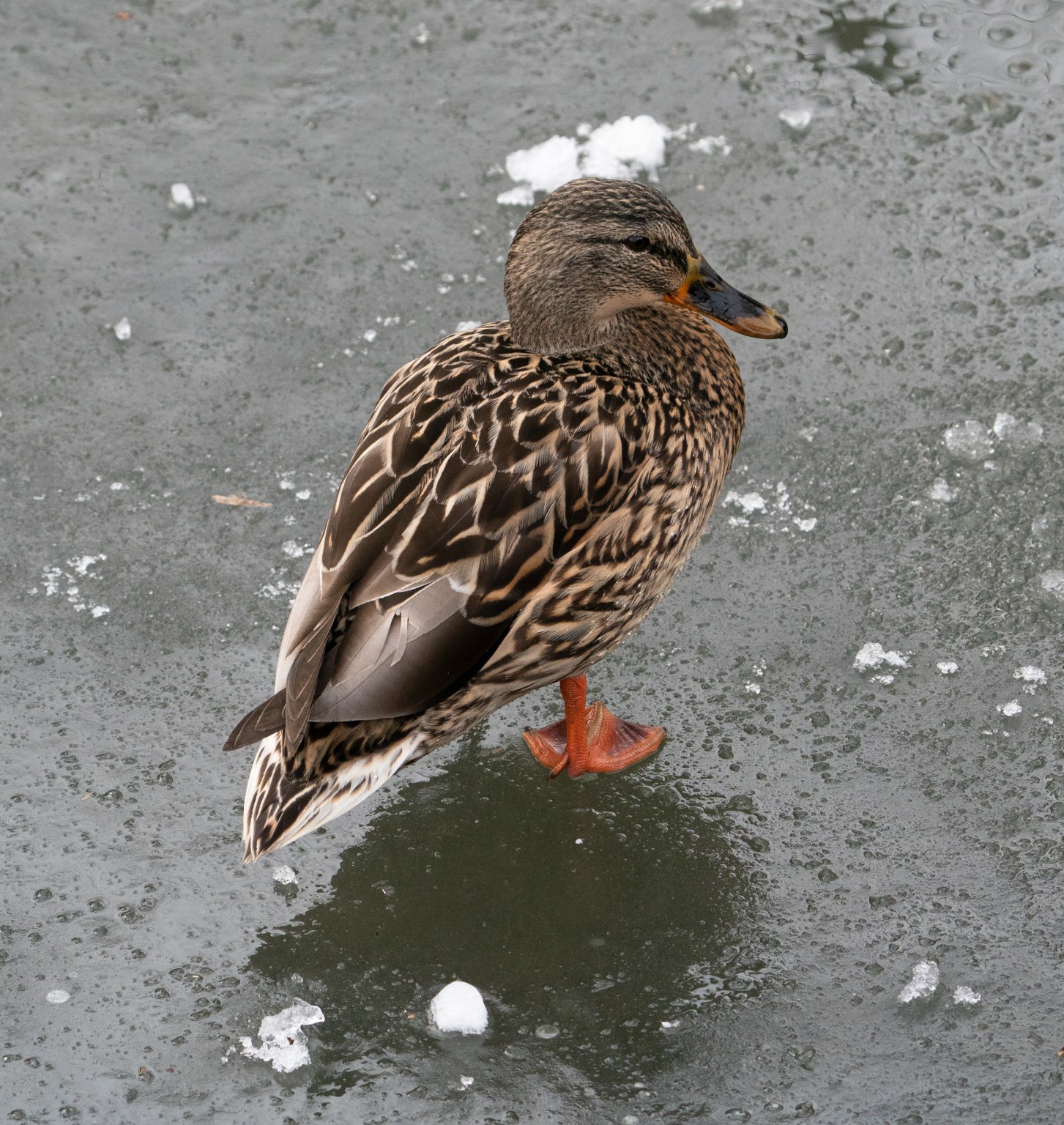 Photographic Identification Guide to Female Ducks / 21 Species | Miles ...